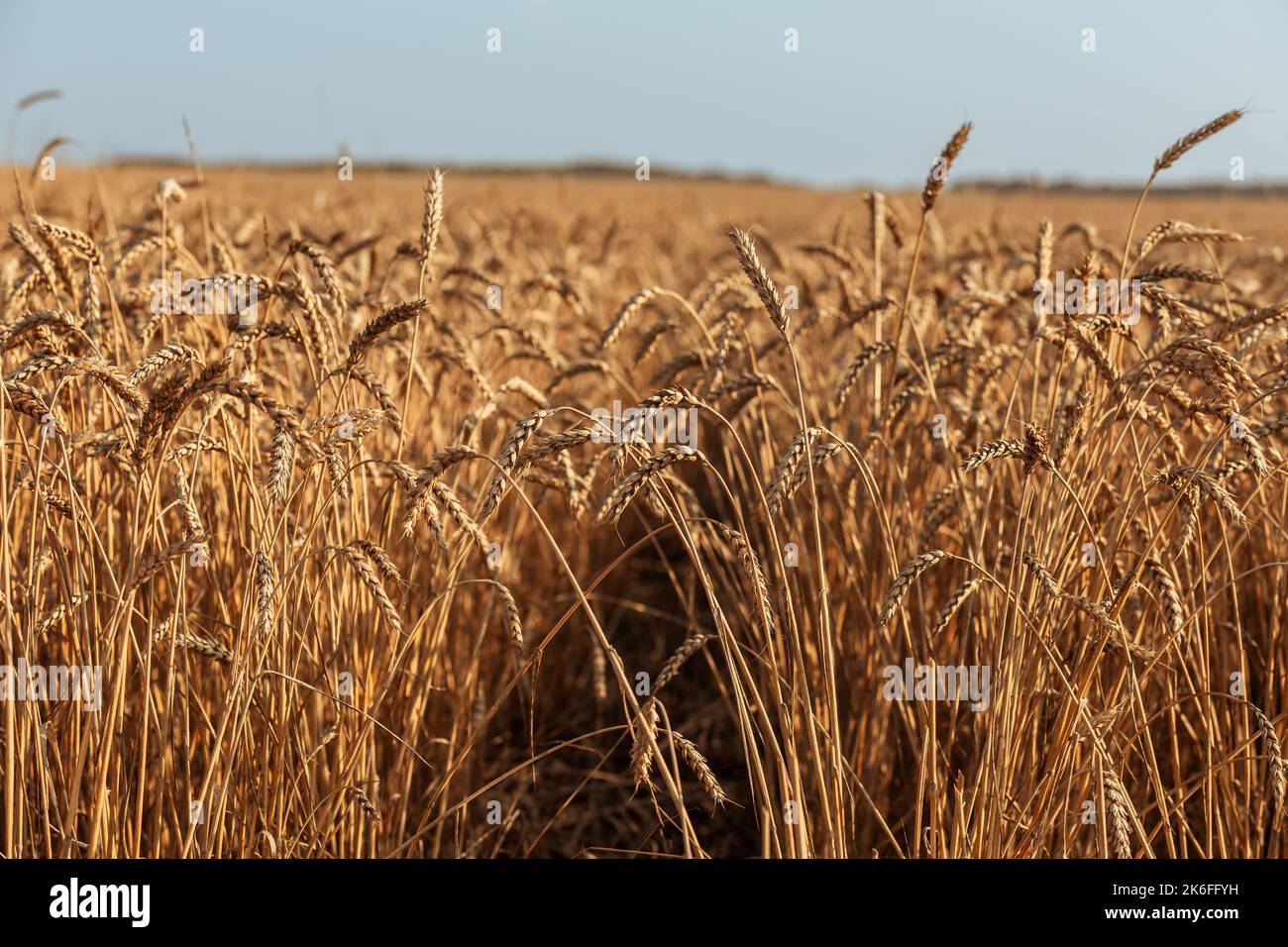 Close up of ripe wheat ears. Beautiful backdrop of ripening ears of ...