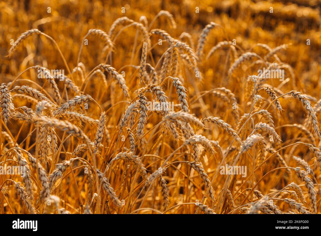 Close up of ripe wheat ears. Beautiful backdrop of ripening ears of ...