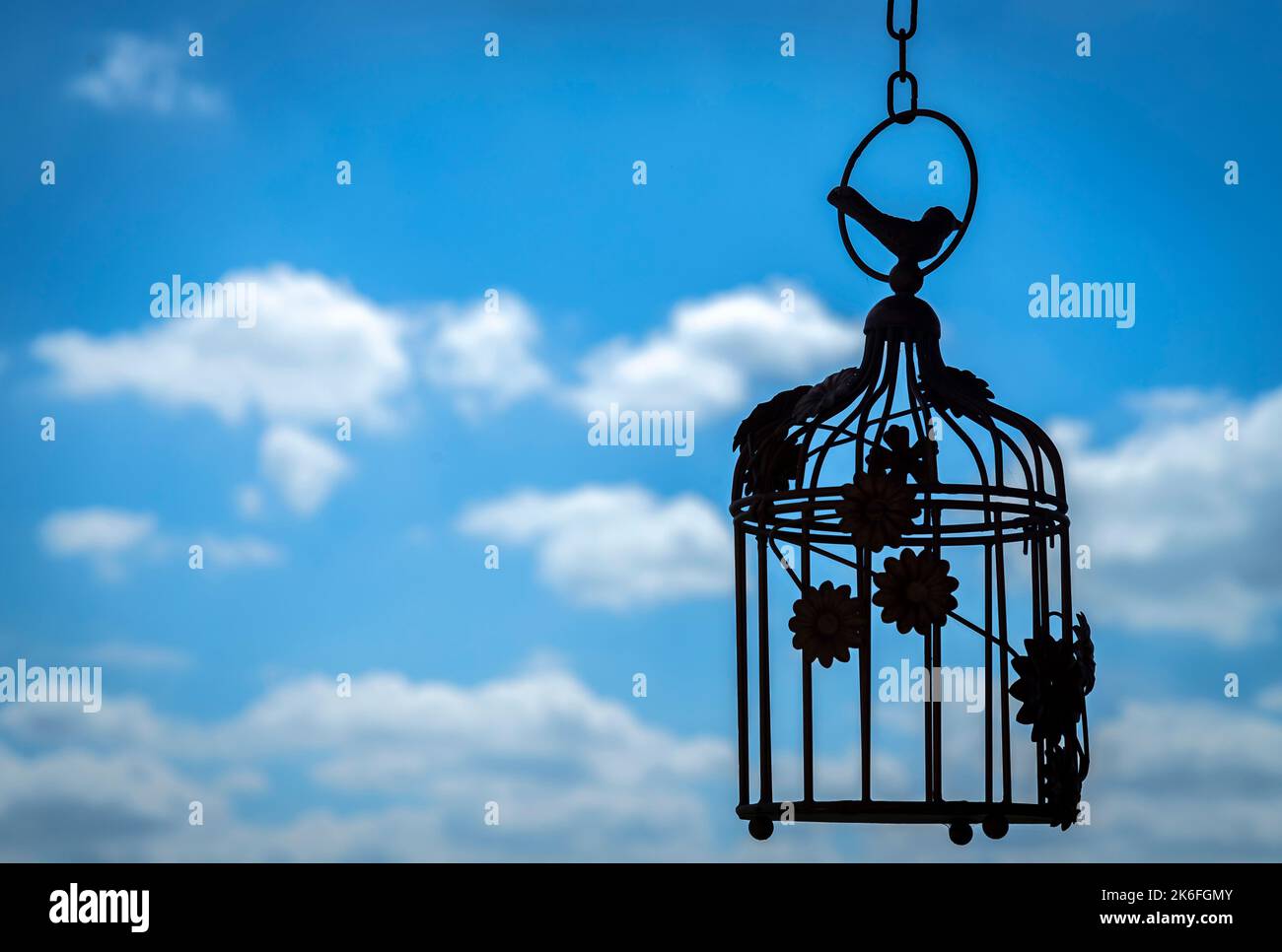 Parrot in cage hi-res stock photography and images - Alamy