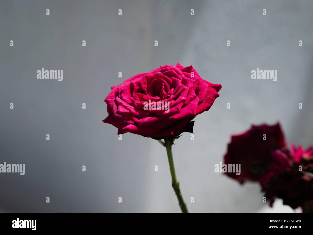 Beautiful Red Rose flower and its petals shines during the day light ...