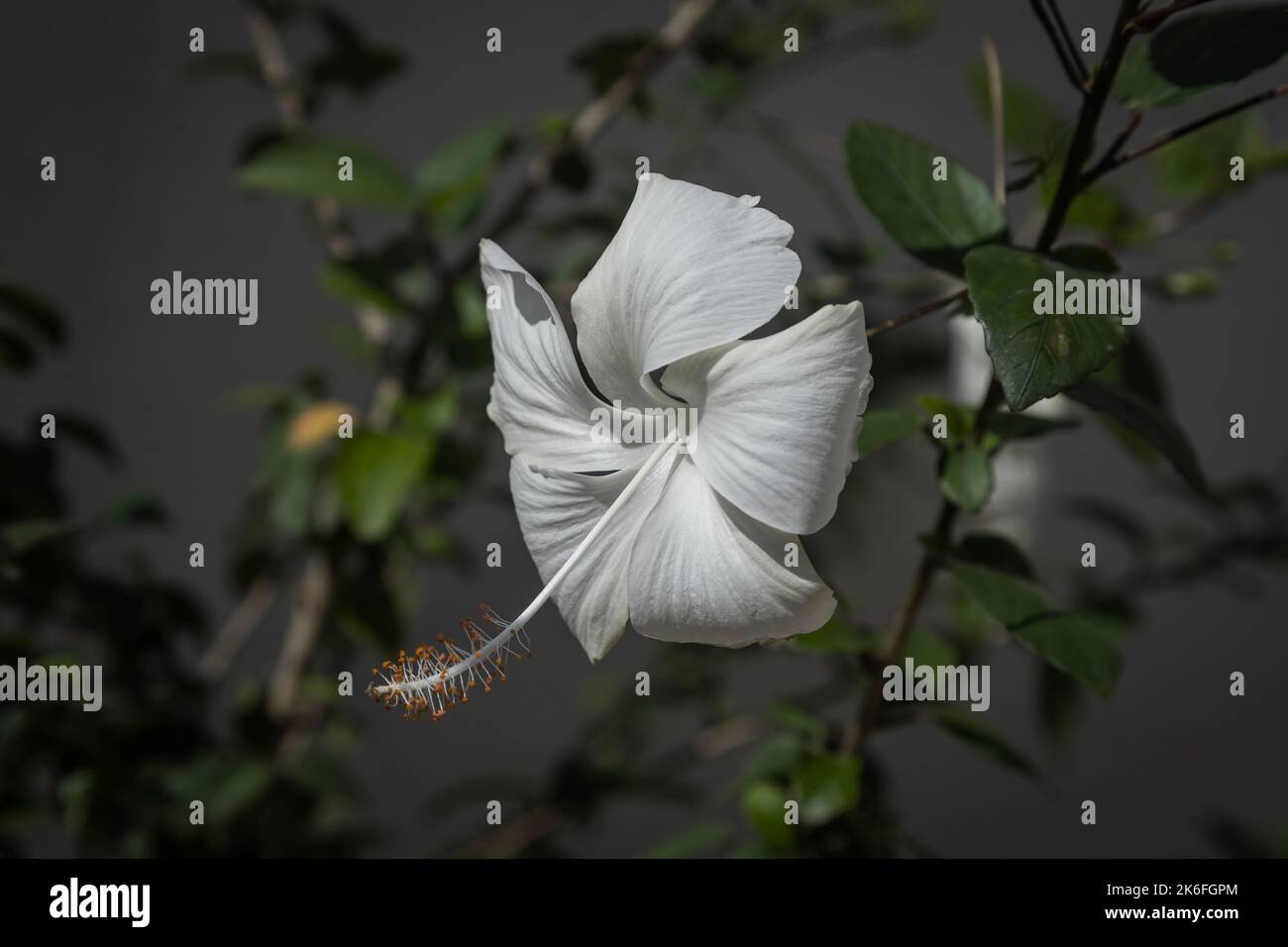 Beautiful White Chembarathi Flower, also knows as Shoe Flower - The ...