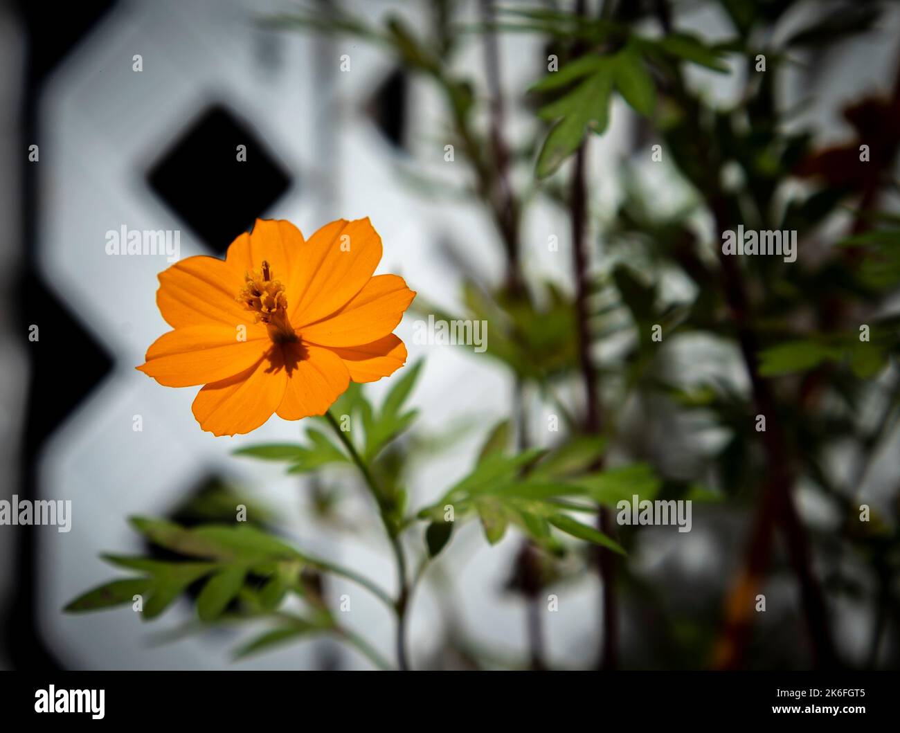 Single Cosmos Flower: Cosmos is a classic cutting garden favorite that ...
