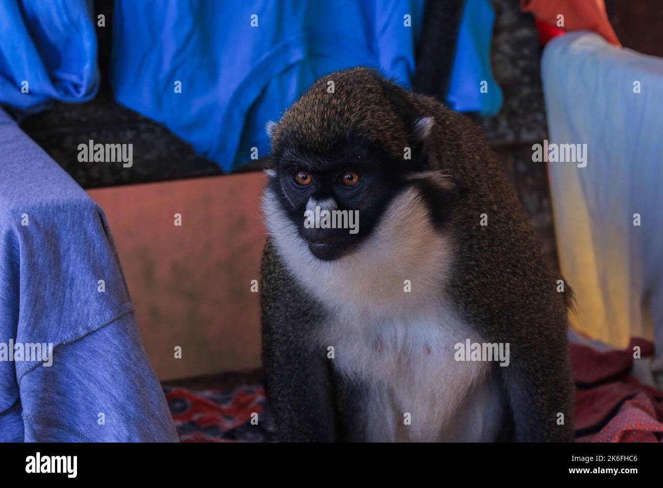 Amazing Mona monkeys in Tafi Atome Monkey Sanctuary, Ghana Stock Photo ...