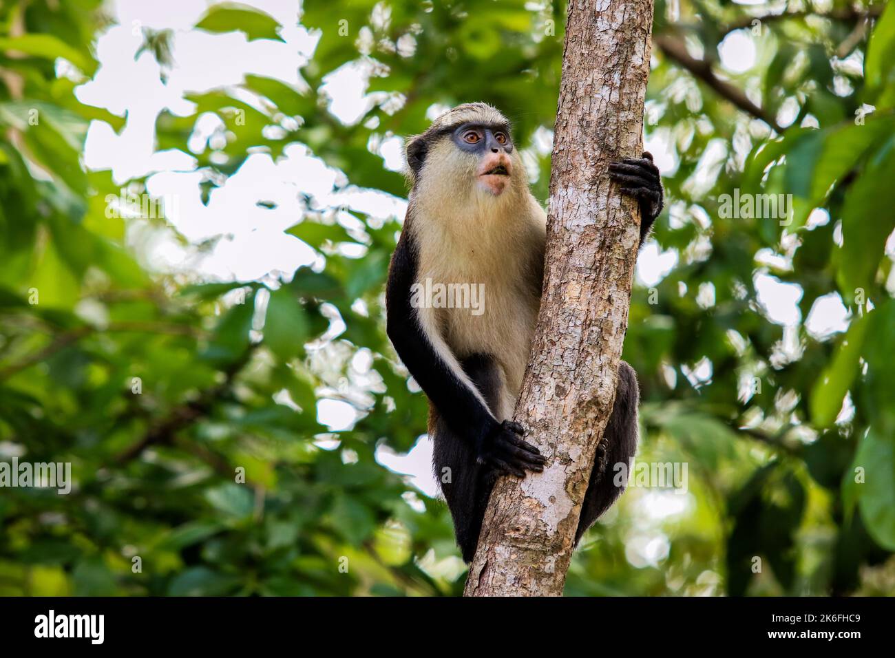 Amazing Mona monkeys in Tafi Atome Monkey Sanctuary, Ghana Stock Photo ...
