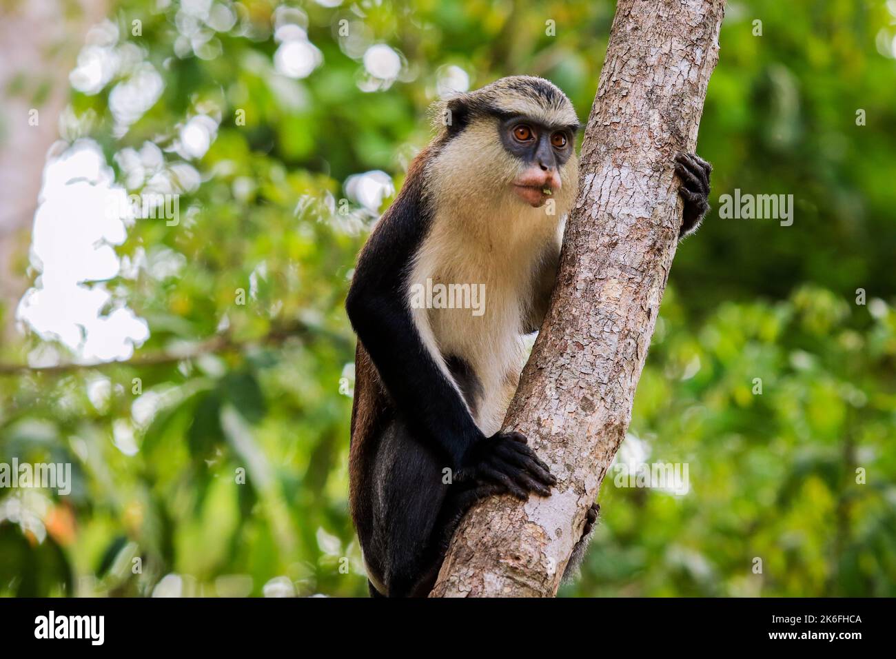 Amazing Mona monkeys in Tafi Atome Monkey Sanctuary, Ghana Stock Photo ...