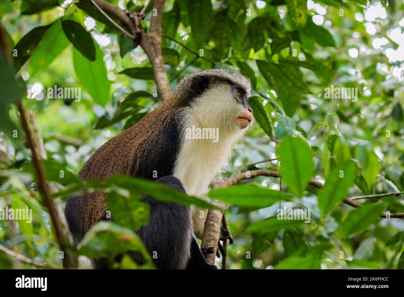Amazing Mona monkeys in Tafi Atome Monkey Sanctuary, Ghana Stock Photo ...