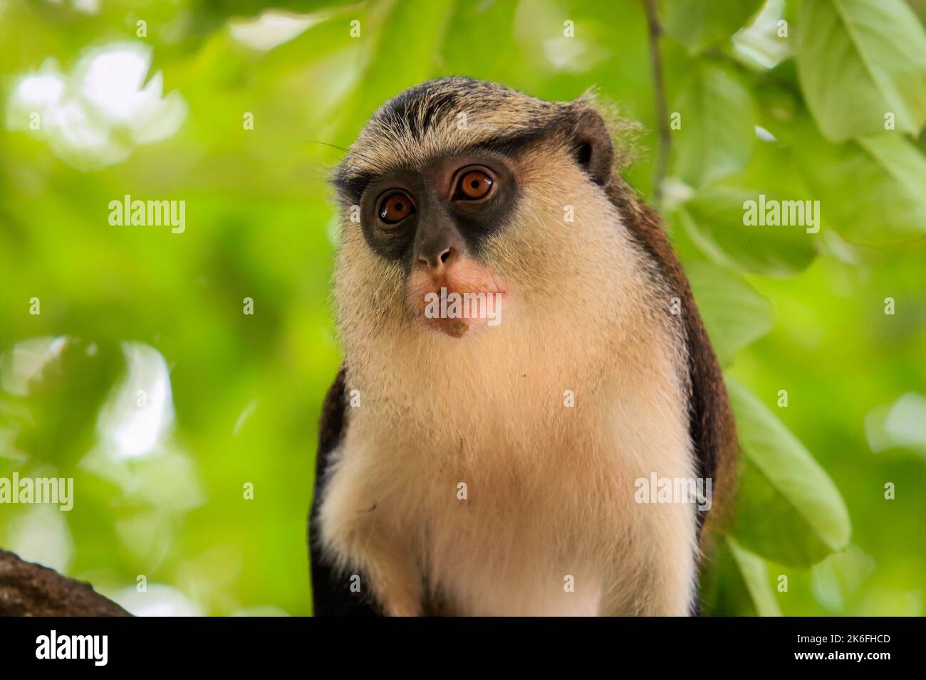 Amazing Mona monkeys in Tafi Atome Monkey Sanctuary, Ghana Stock Photo ...