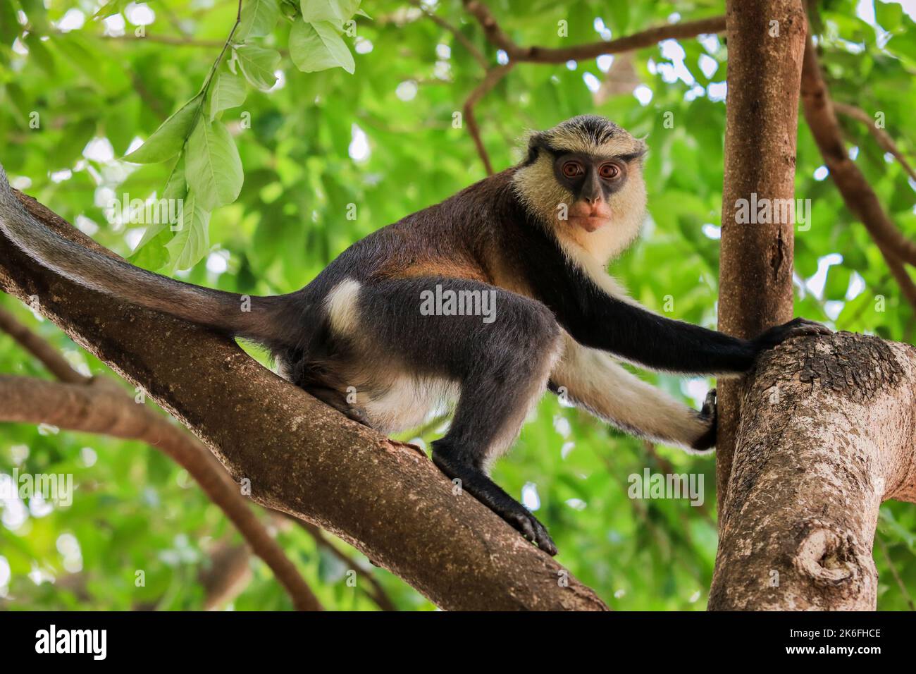 Amazing Mona monkeys in Tafi Atome Monkey Sanctuary, Ghana Stock Photo ...