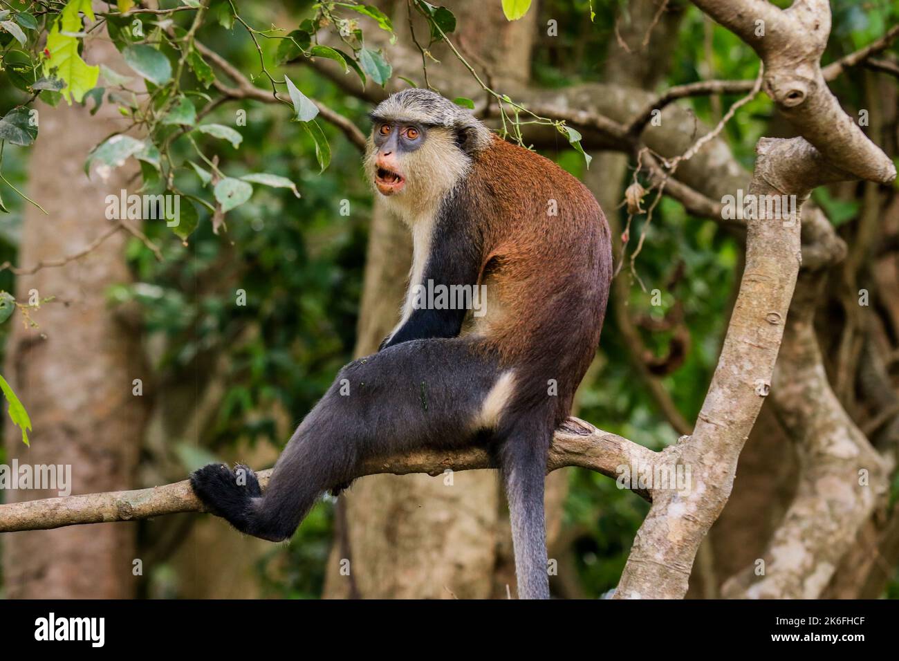 Amazing Mona monkeys in Tafi Atome Monkey Sanctuary, Ghana Stock Photo ...