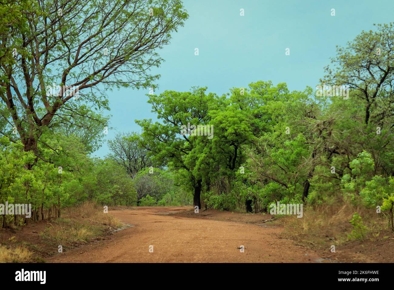 Empty Road with Orange Sand and Green Trees in the Mole National Park ...