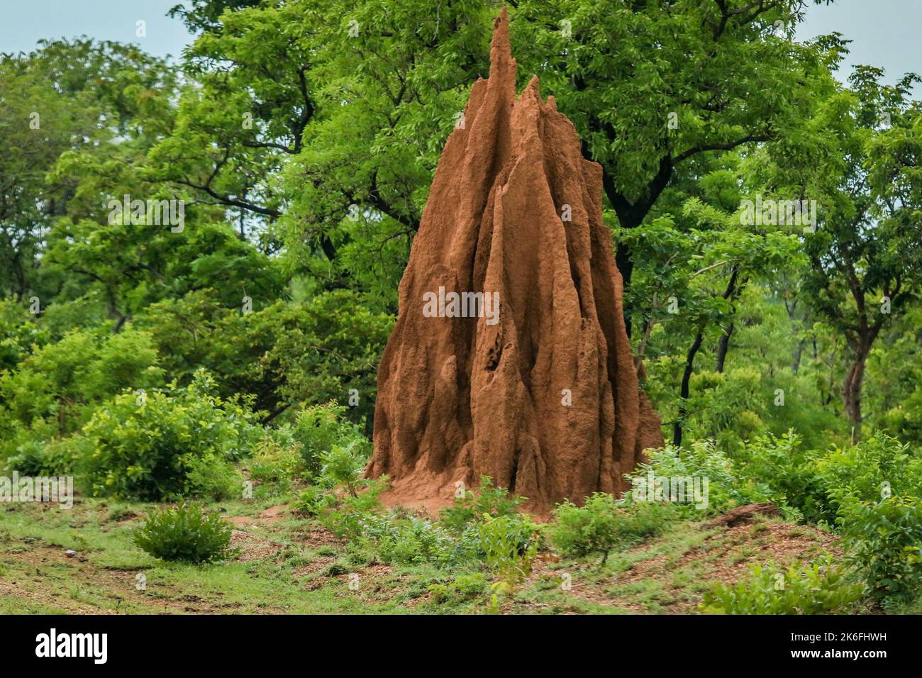 Empty Road with Orange Sand and Green Trees in the Mole National Park ...