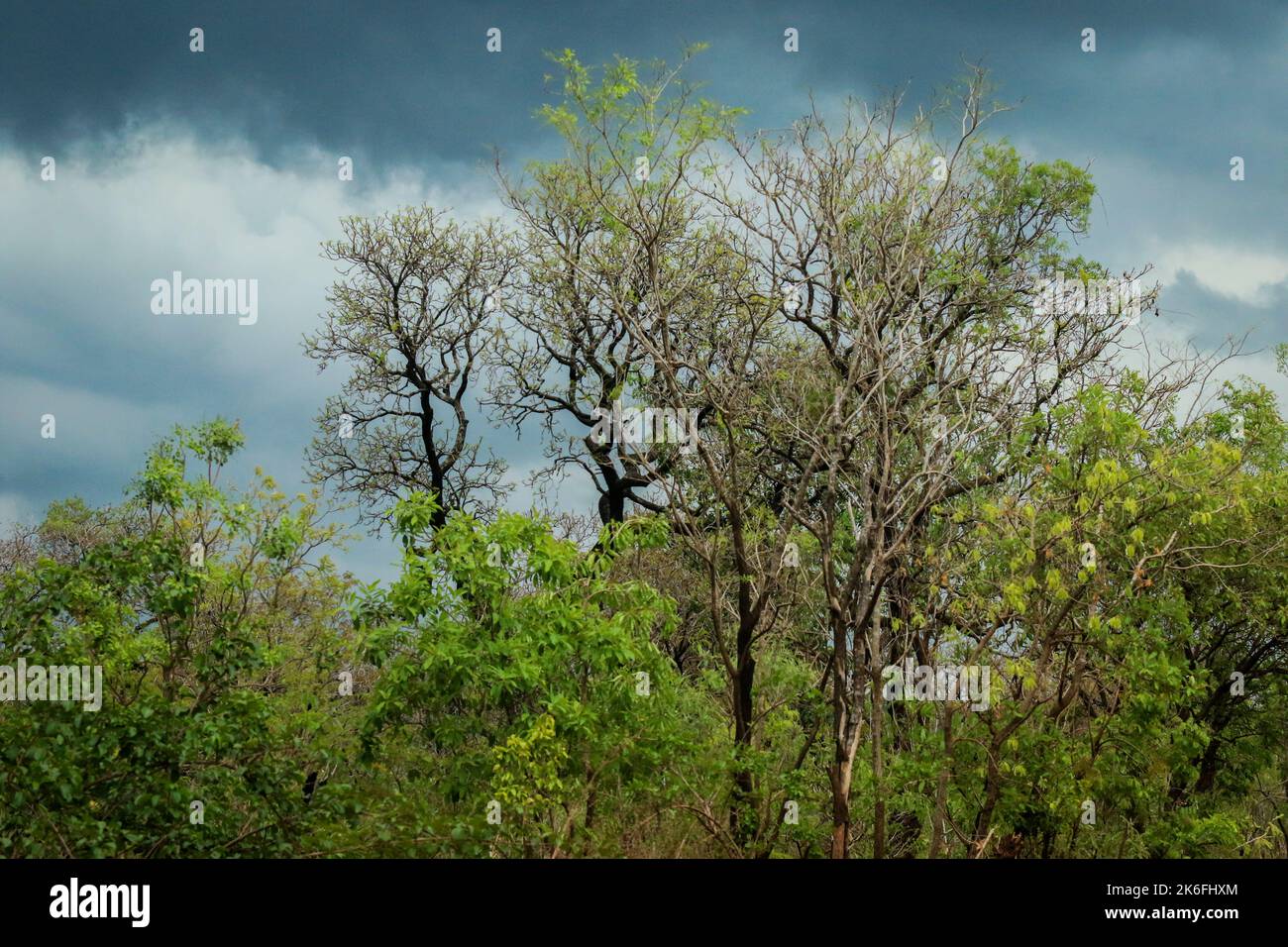 Empty Road with Orange Sand and Green Trees in the Mole National Park ...