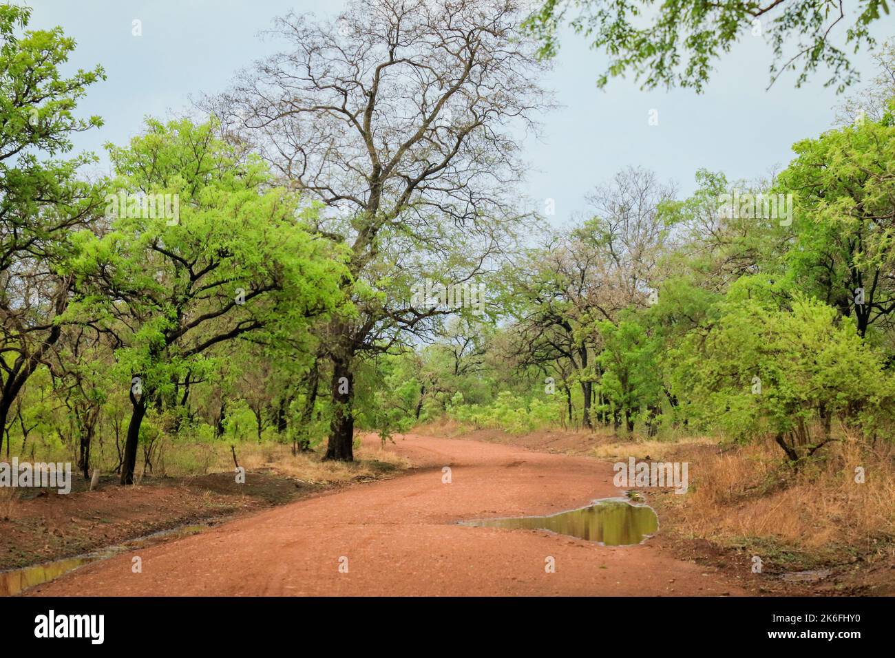 Empty Road with Orange Sand and Green Trees in the Mole National Park ...