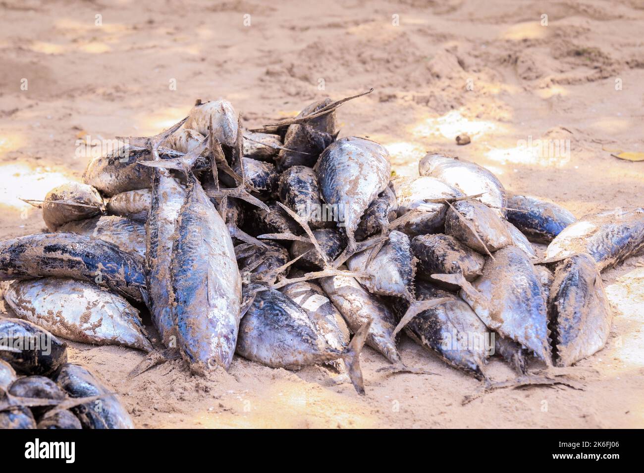 Local African Man selling Fresh Marlin Fish on the Ghana Road, West ...