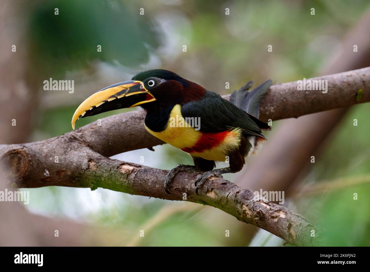 Chestnut-eared Aracari on the branches of a tree in the Pantanal ...