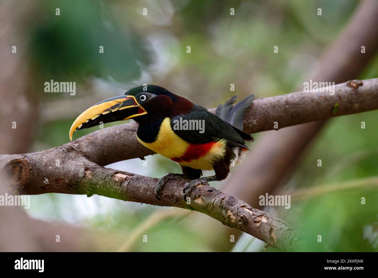 Chestnut-eared Aracari on the branches of a tree in the Pantanal ...