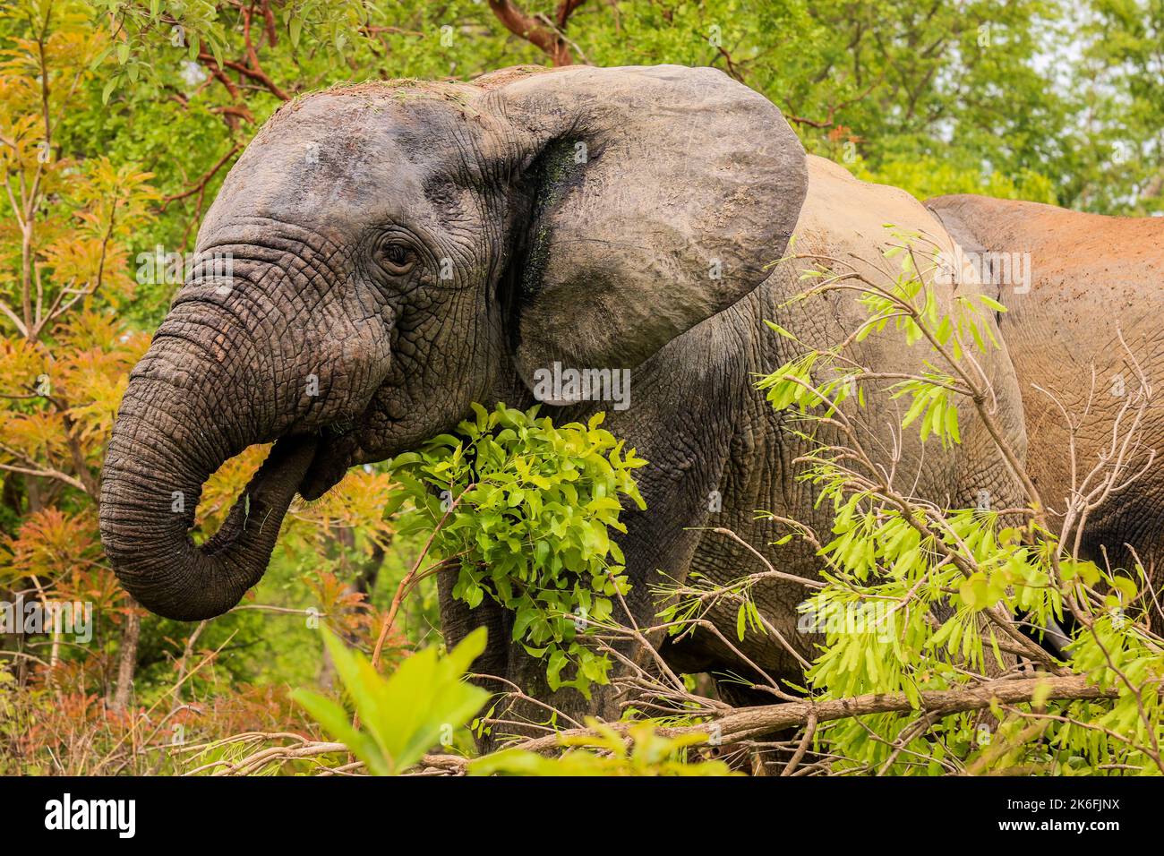 Beautiful Wild African Elephants in the Mole National Park, the largest ...