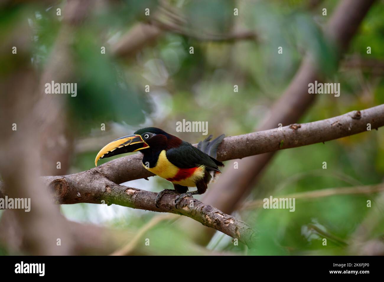 Chestnut-eared Aracari on the branches of a tree in the Pantanal ...