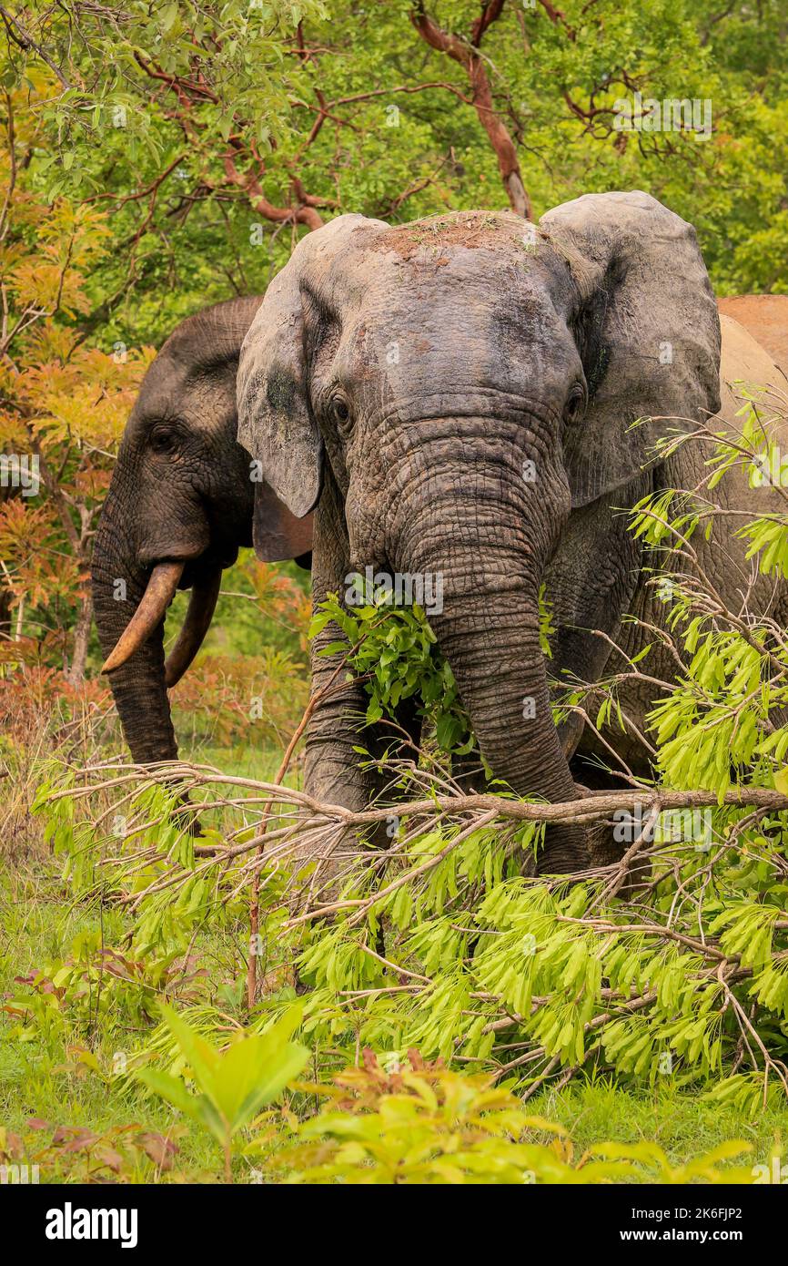 Beautiful Wild African Elephants in the Mole National Park, the largest ...