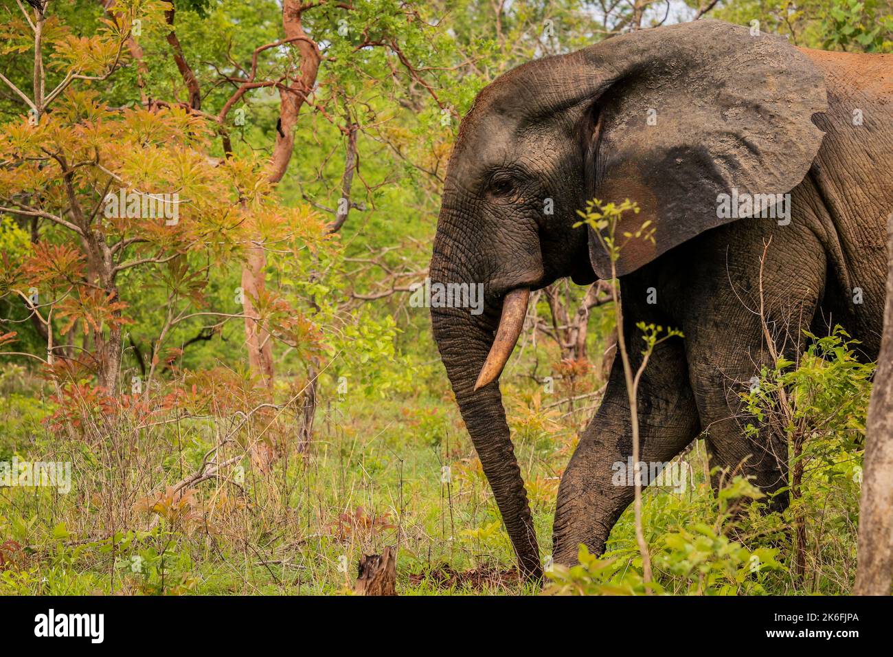 Beautiful Wild African Elephants in the Mole National Park, the largest ...