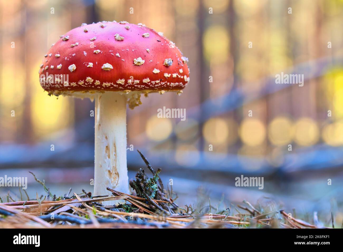 Toadstool at the bottom of a coniferous forest in the woods. Poisonous ...