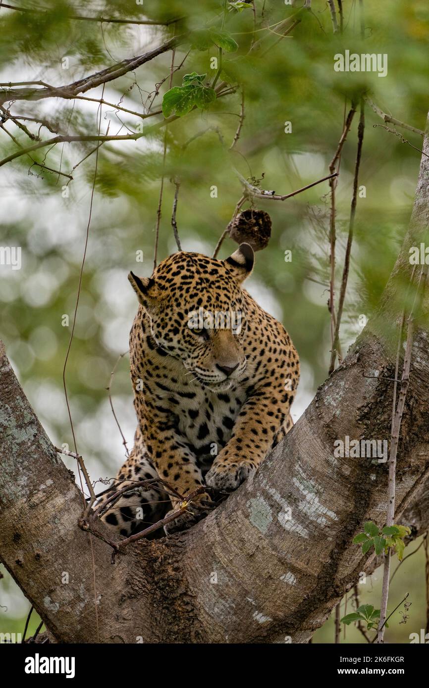 Jaguar resting in the fork of a large tree in the Pantanal, Brazil ...