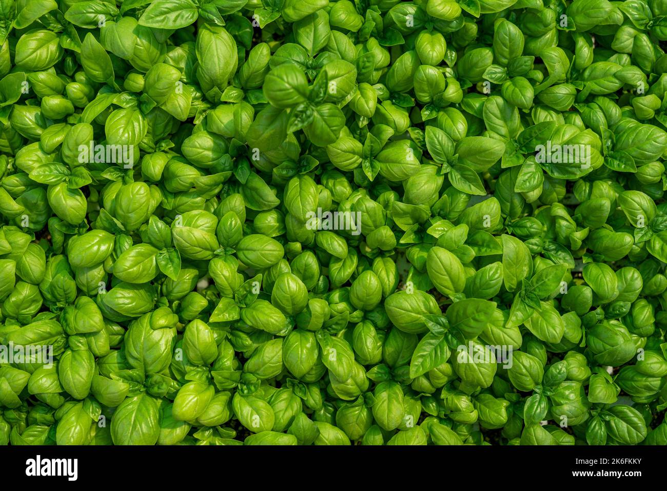 Basil plants texture hi-res stock photography and images - Alamy