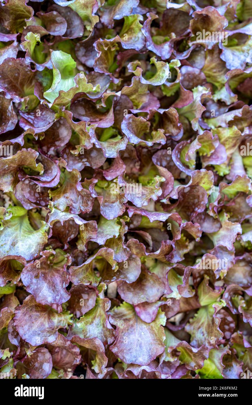Beautiful organic oak lettuce or Salad vegetable garden on the soil ...