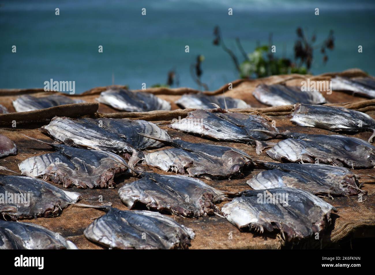 The procedure of salty drying fish Stock Photo - Alamy