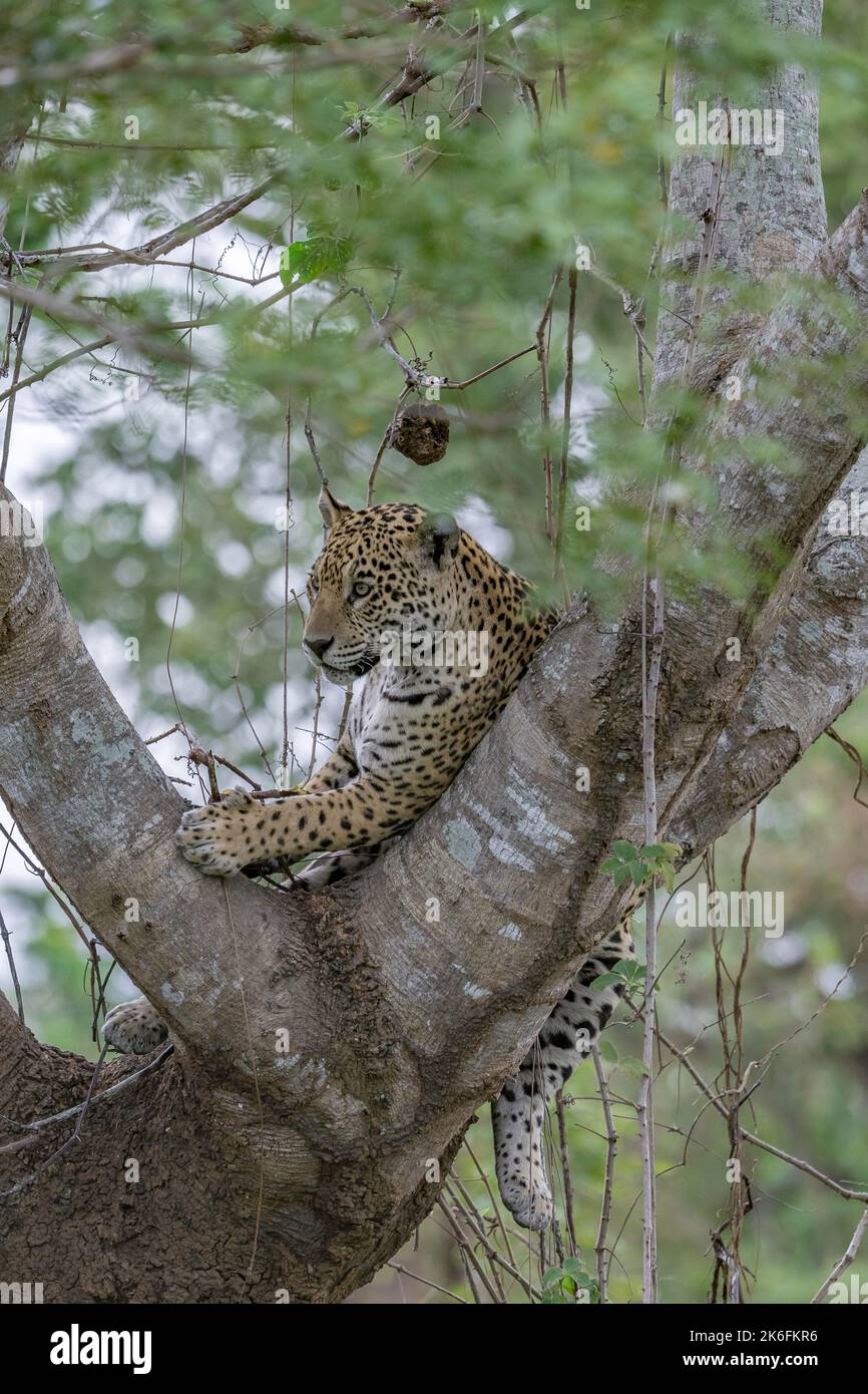 Jaguar Climbing Up A Tree