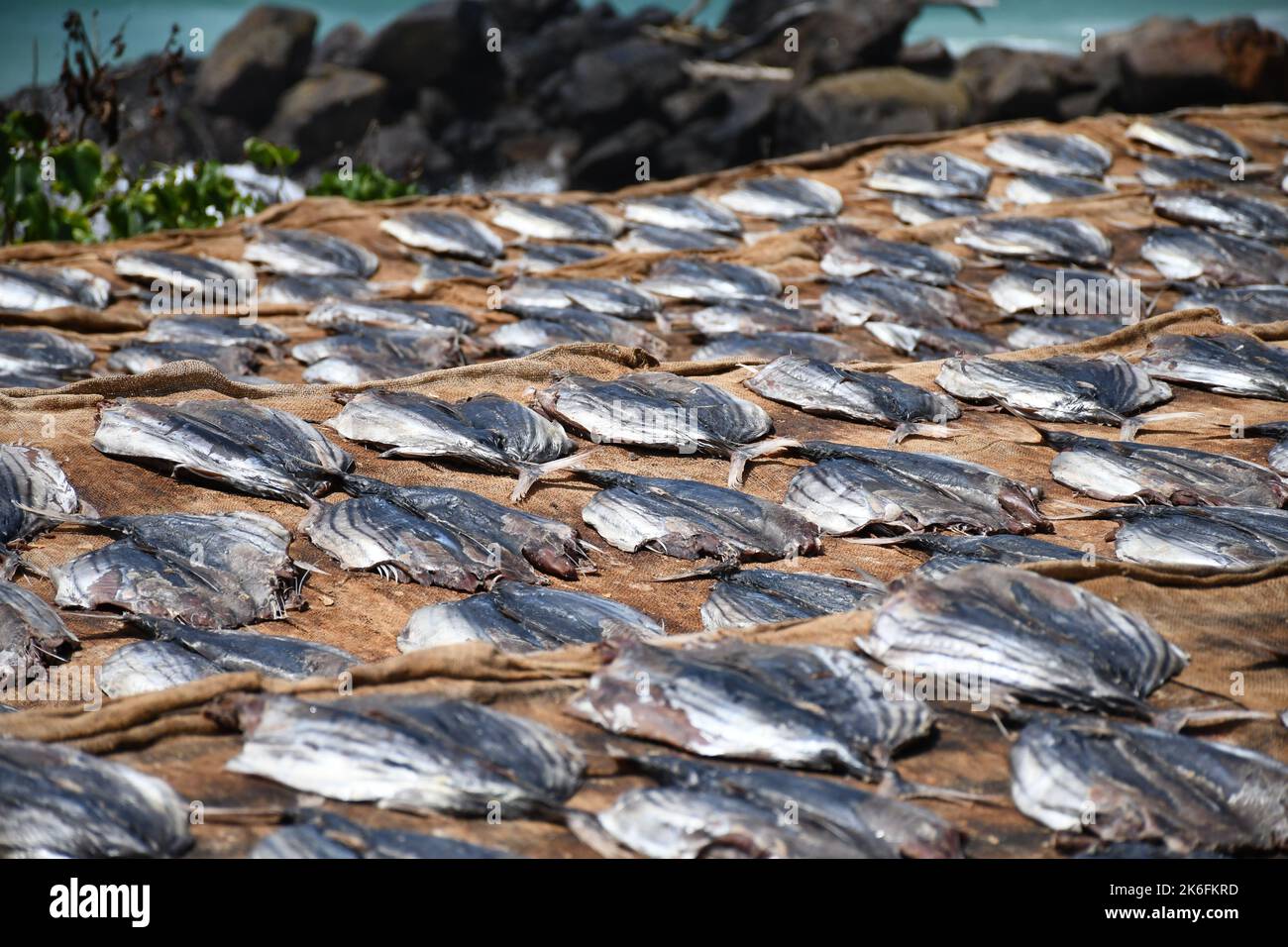 The procedure of salty drying fish Stock Photo - Alamy