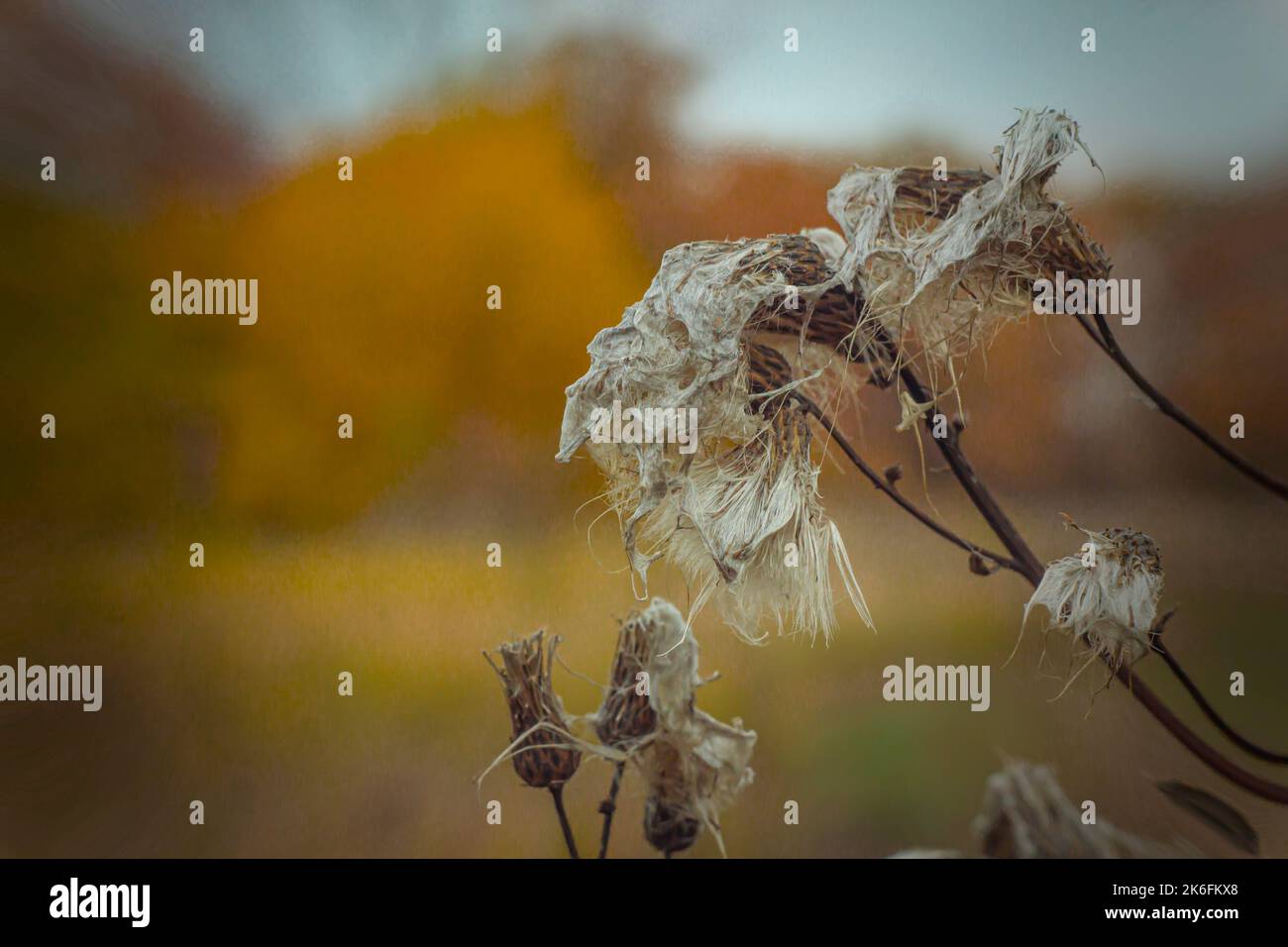 Stalks dry grass in field hi-res stock photography and images - Alamy