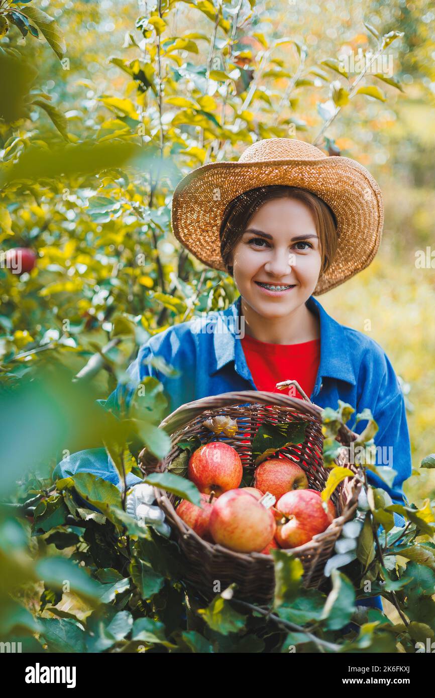 Portrait of a beautiful woman picking apples in an orchard. Holding a ...