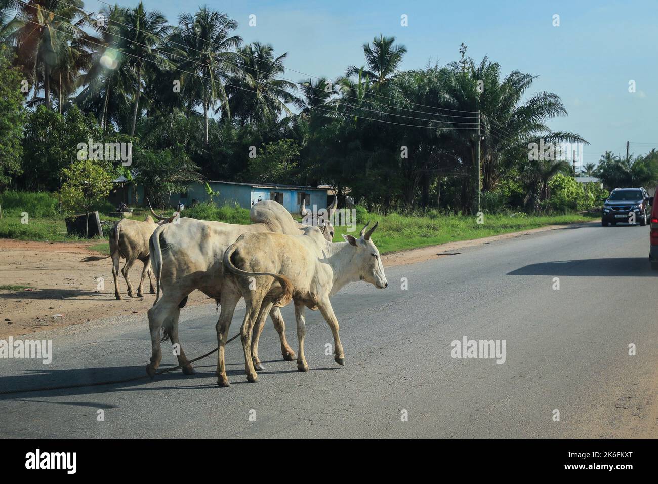 Scenic African Road under the Blue Sky in Ghana, West Africa Stock ...