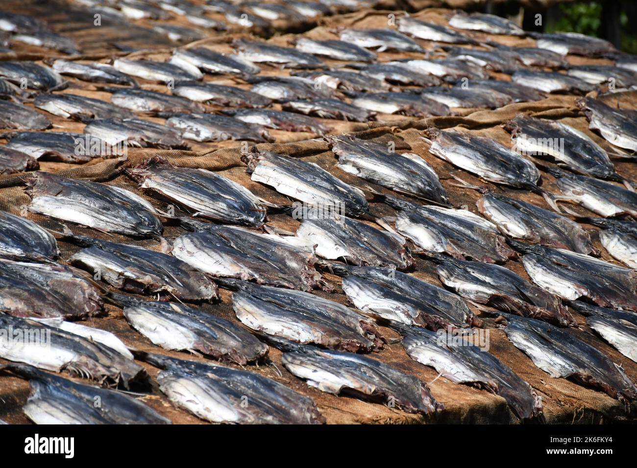 The procedure of salty drying fish Stock Photo - Alamy