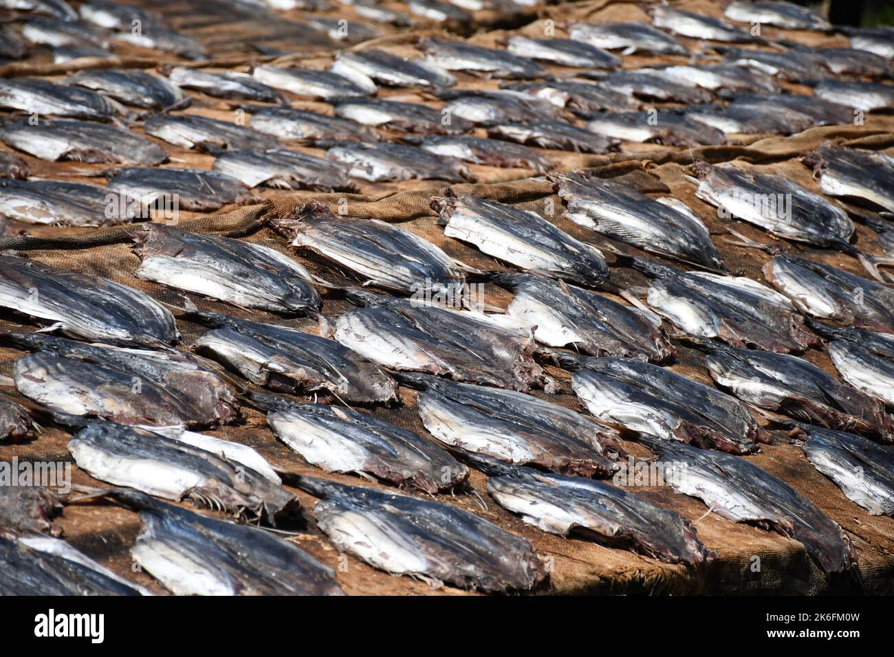 The procedure of salty drying fish Stock Photo - Alamy