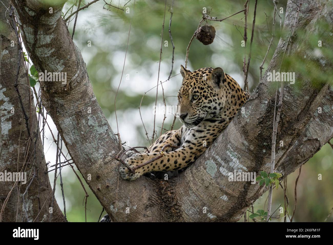 Jaguar resting in the fork of a large tree in the Pantanal, Brazil ...