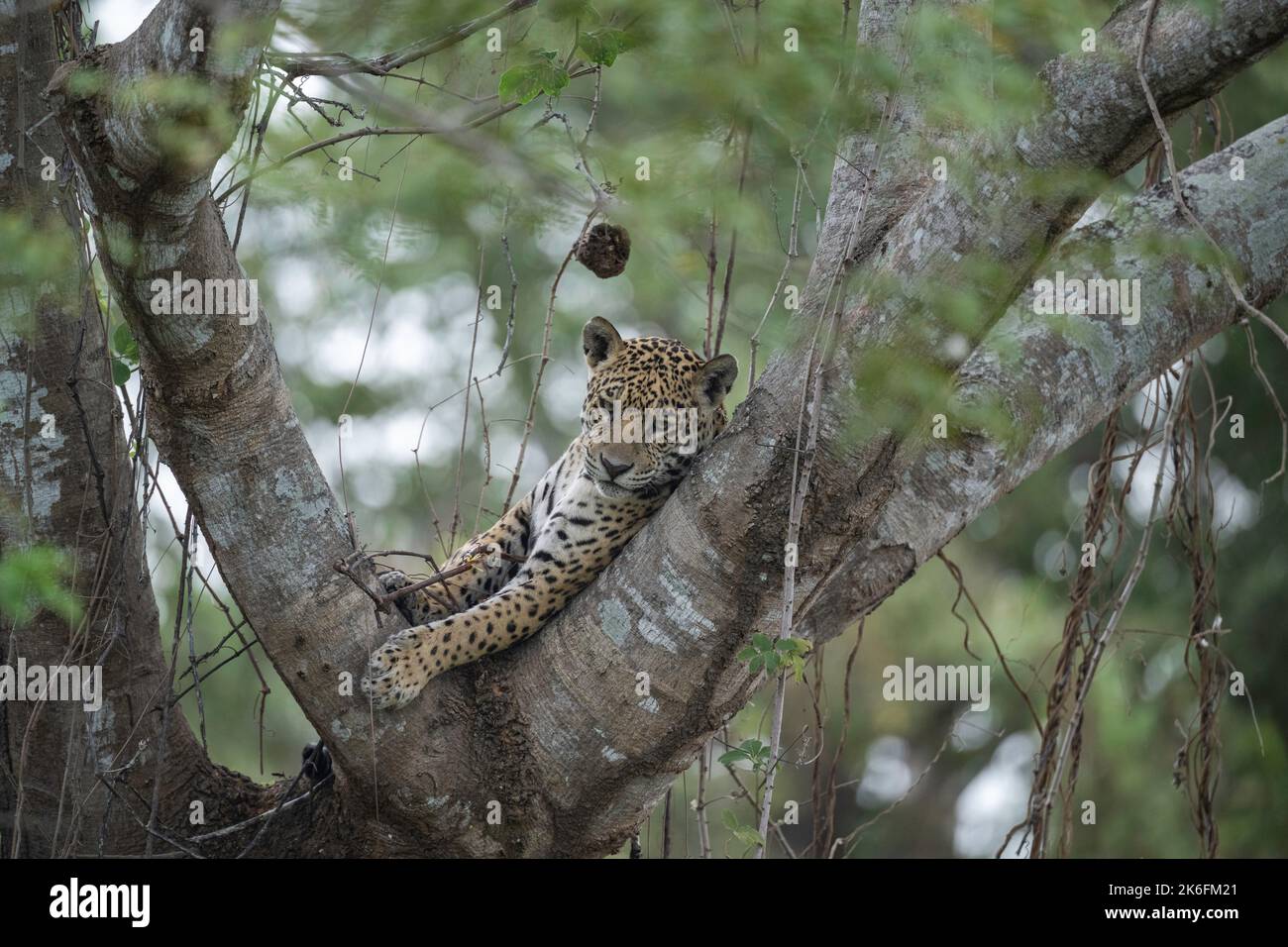 Jaguar resting in the fork of a large tree in the Pantanal, Brazil ...