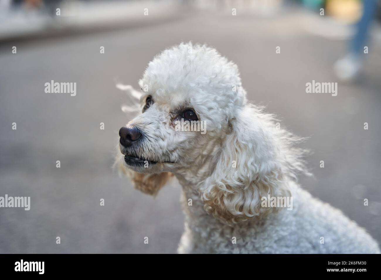 White miniature poodle pedigree dog standing on the asphalt road and ...