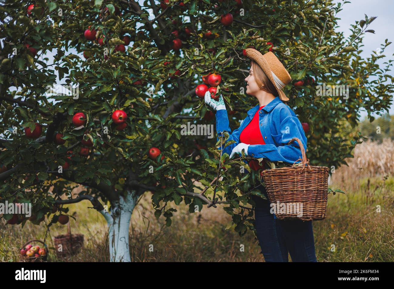 Portrait of a beautiful woman picking apples in an orchard. Holding a ...