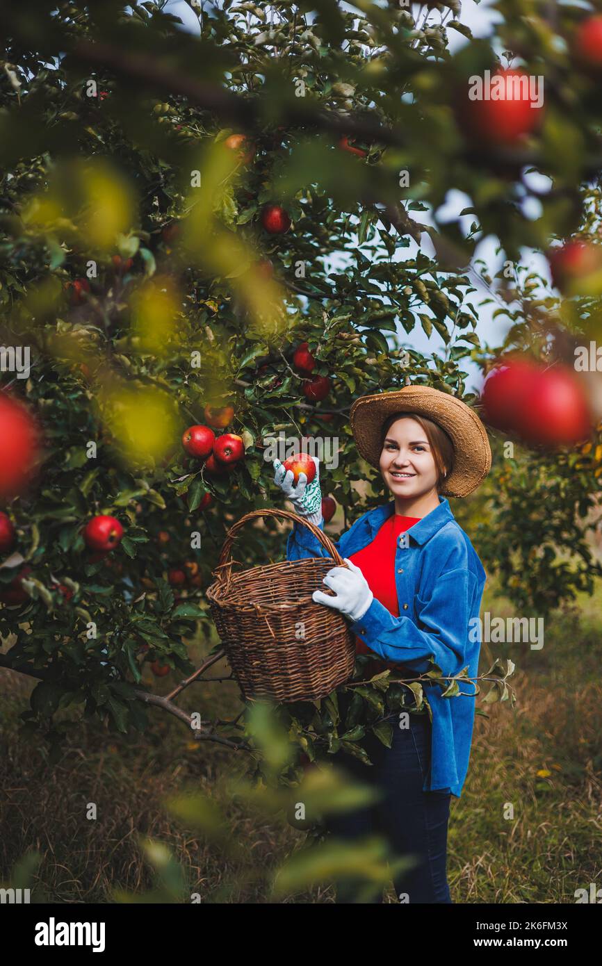 Portrait of a beautiful woman picking apples in an orchard. Holding a ...
