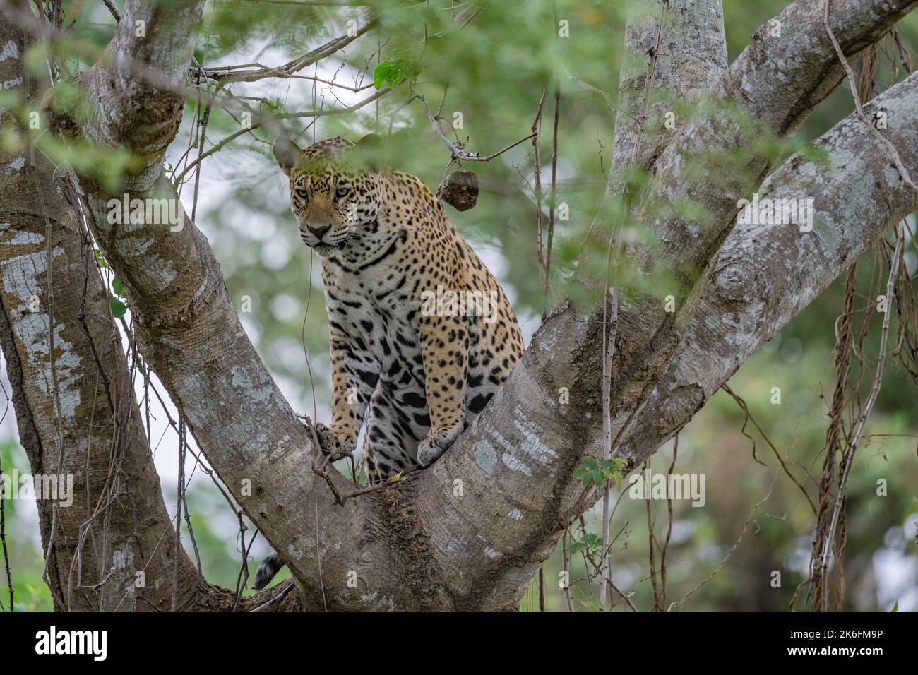 Jaguar resting in the fork of a large tree in the Pantanal, Brazil ...