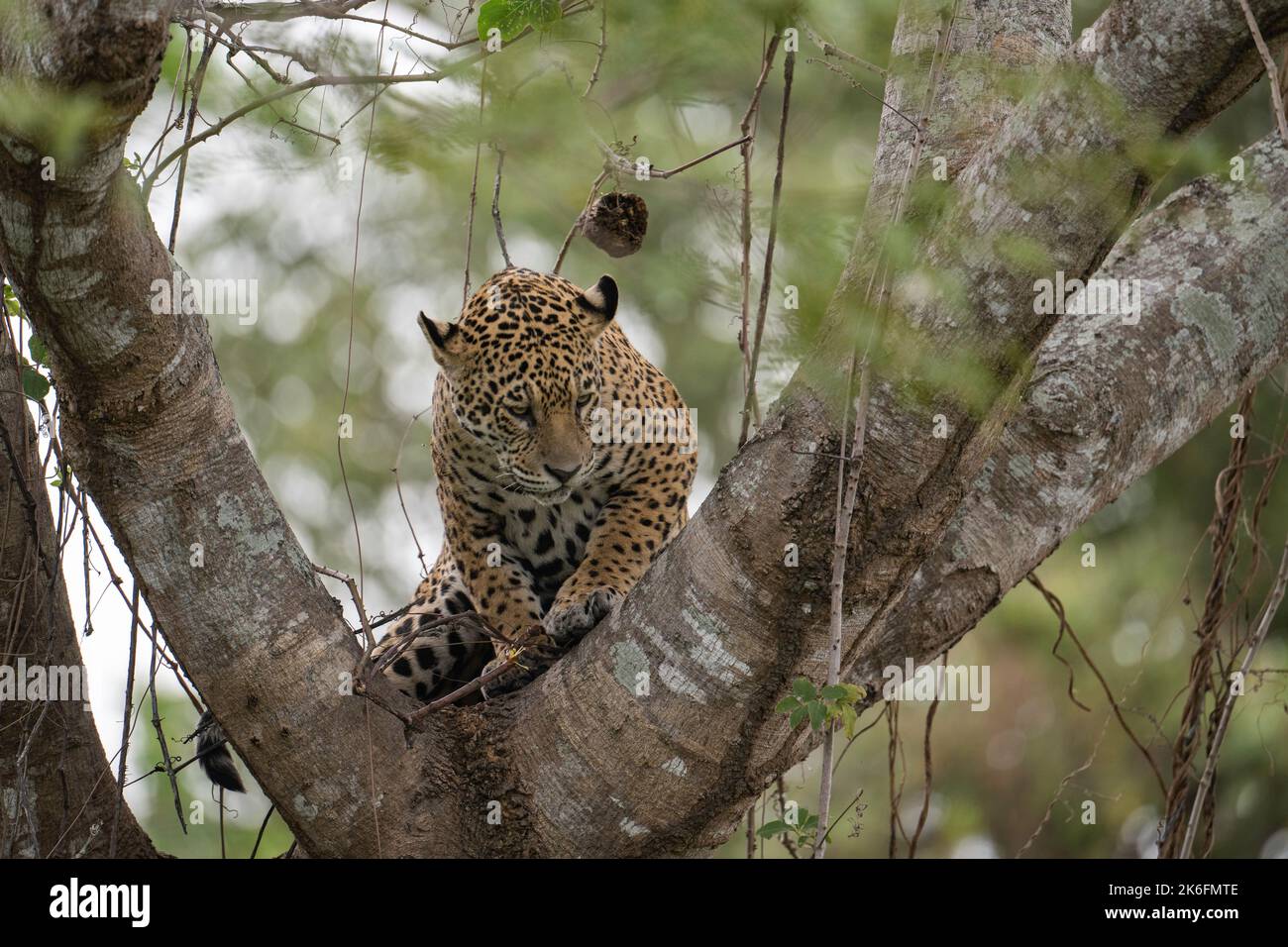 Jaguar with ears pricked on alert sitting in the fork of a large tree ...