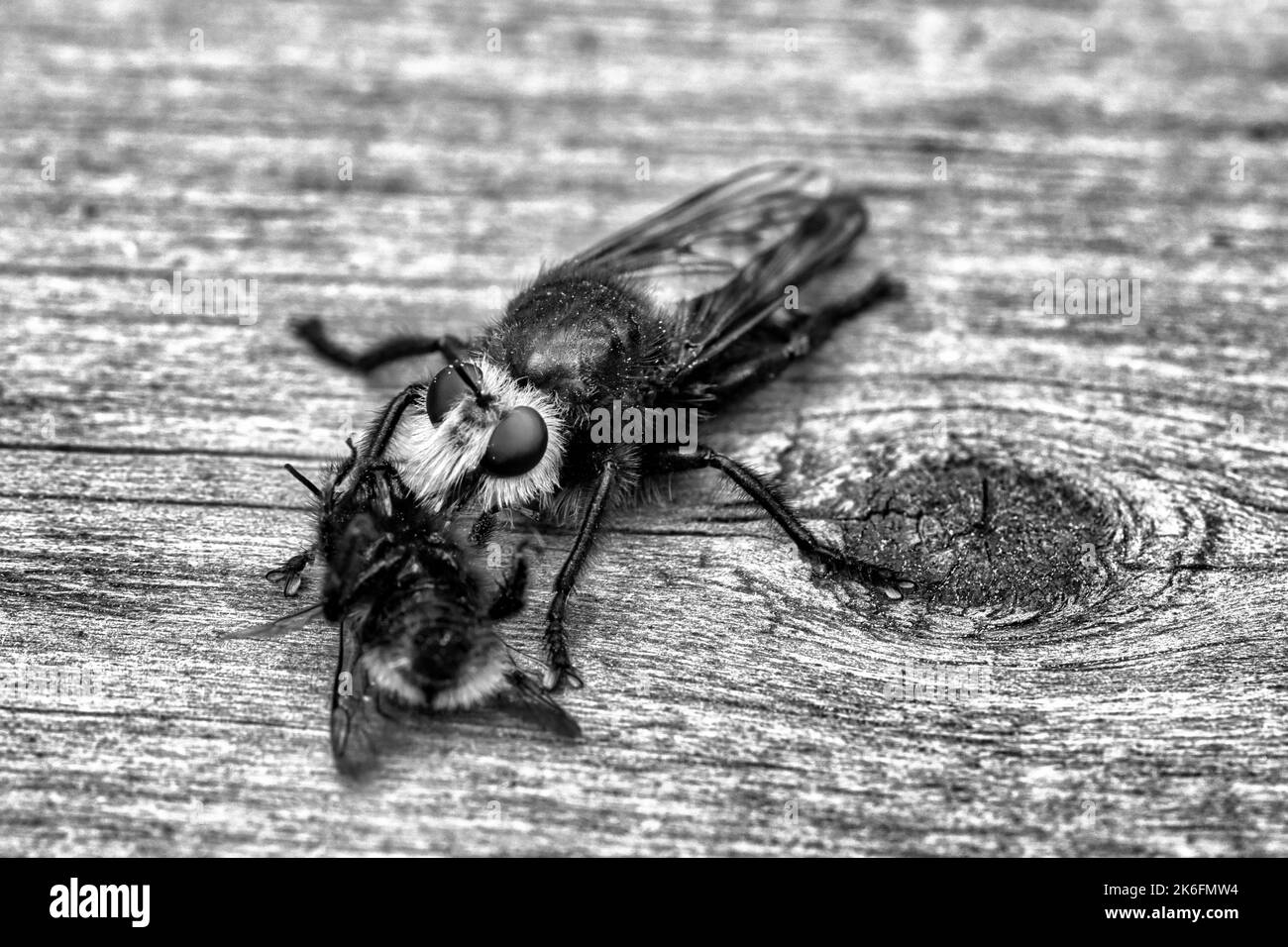 Yellow murder fly or yellow robber fly as black and white image with a ...