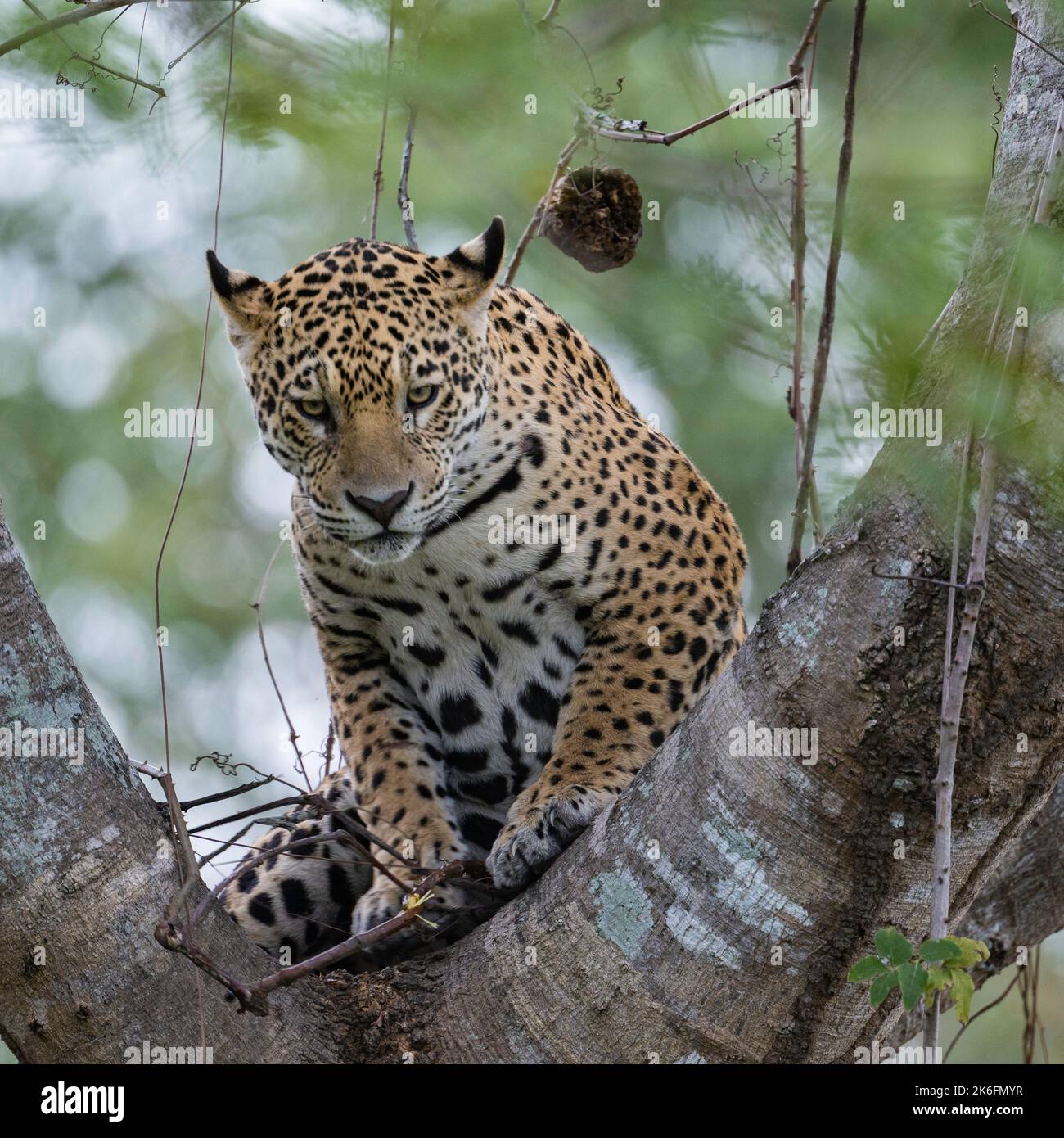 Jaguar pantera onca big cat hi-res stock photography and images - Alamy