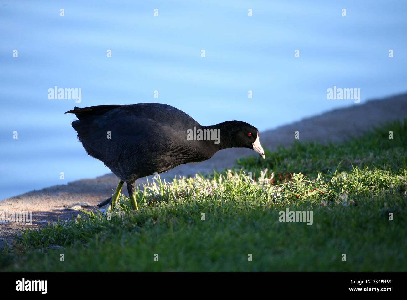 A side view of black American coot looking for food on the green ...