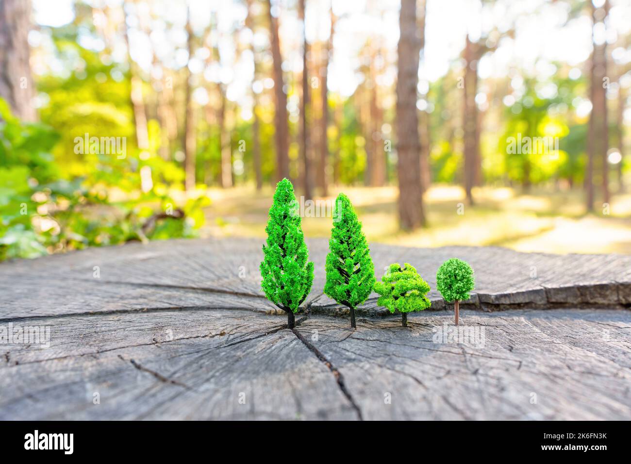 Green toy trees placed in a row on a tree stump in the woods Stock ...