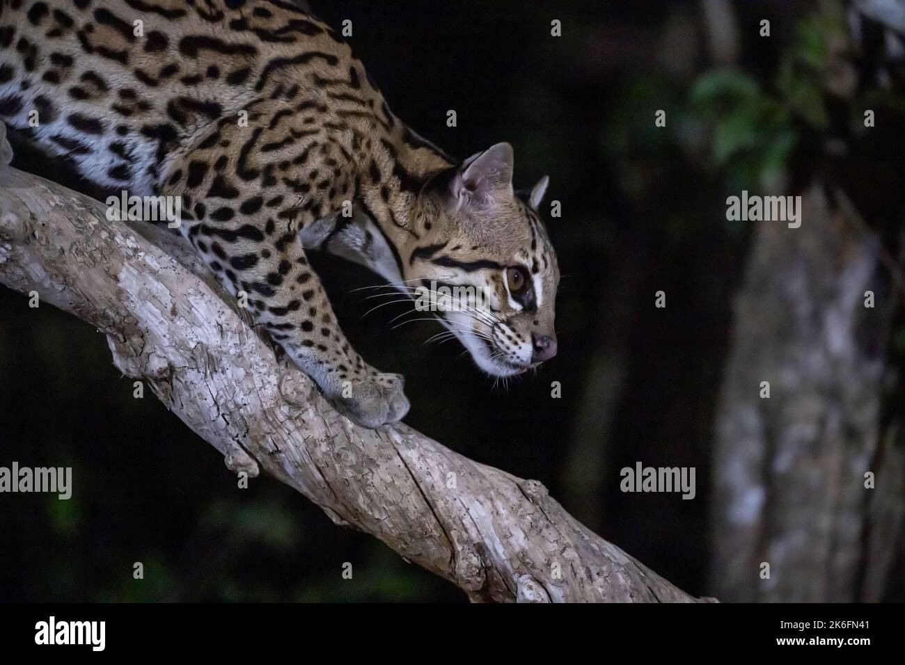 Ocelot climbing down along a tree branch at night in the Pantanal ...