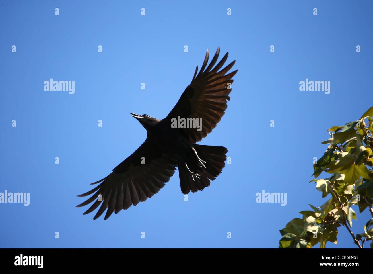 A low angle shot of American Crow with open wings soaring in the blue ...
