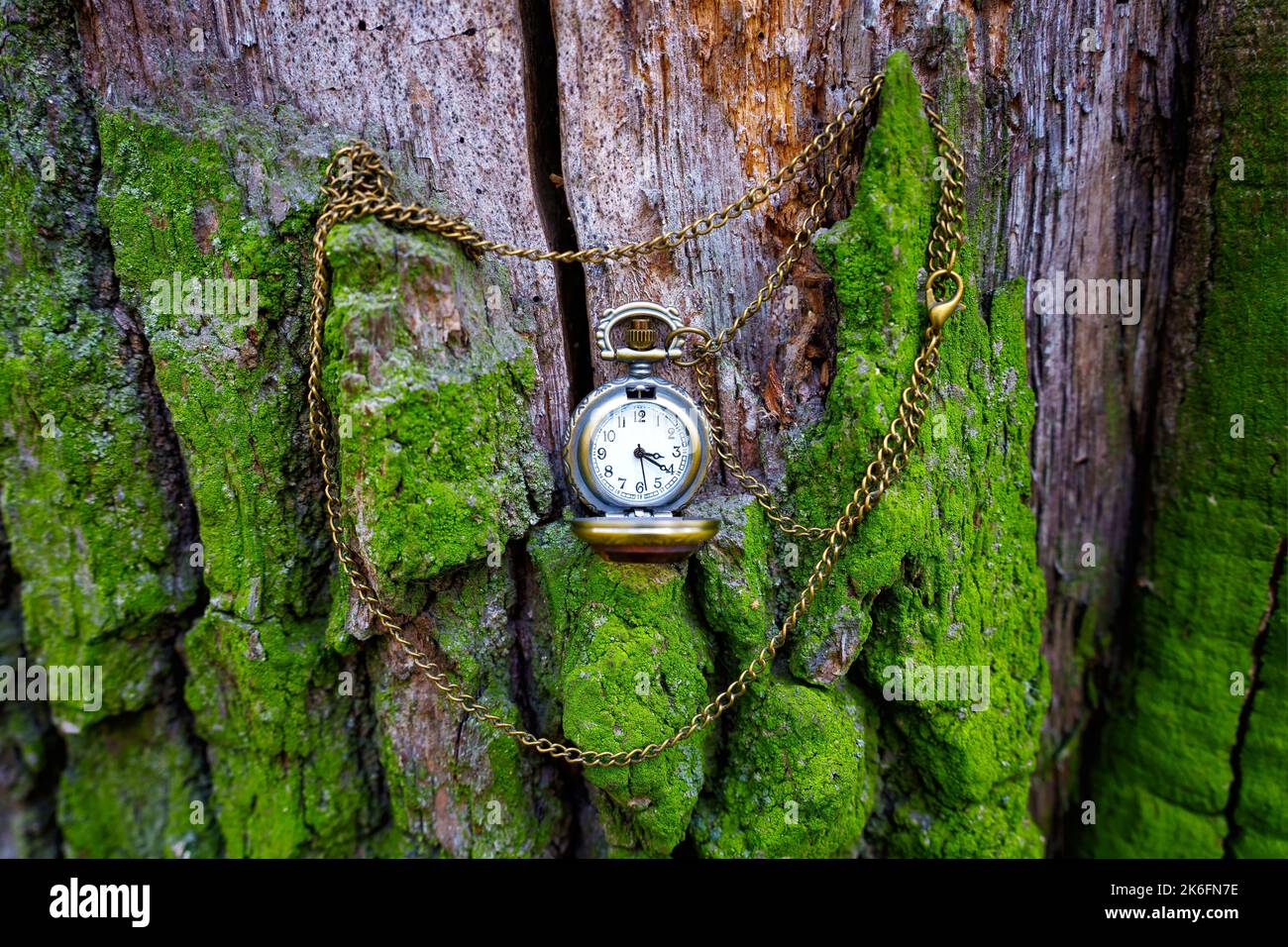 Old fashioned pocket watch with bronze toned chain placed on a moss ...